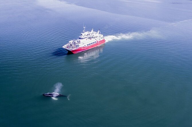 Whale Watching From the Heart of Akureyri - Comfortable and Convenient Amenities