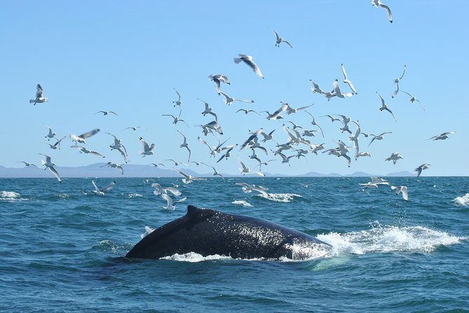 Whale Watching From the Heart of Akureyri - Flexible Scheduling for Every Traveler