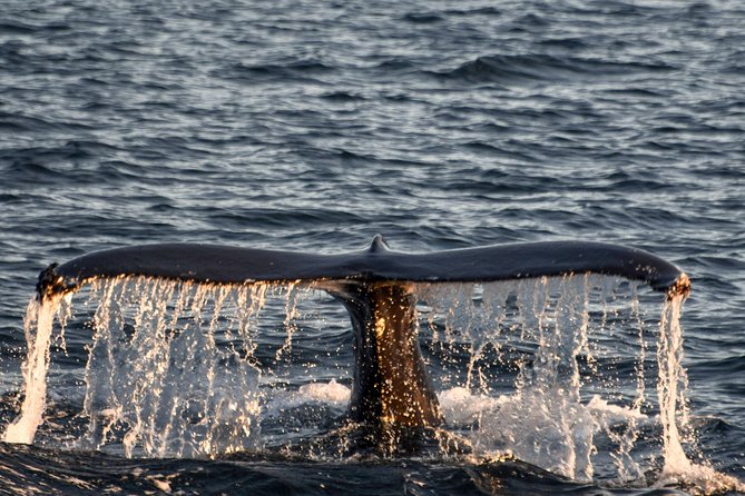 Whale Watching From the Heart of Akureyri - On-Board Refreshments and Entertainment