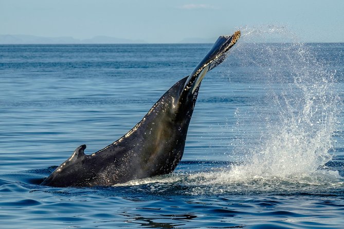 Whale Watching From the Heart of Akureyri - Accessible and Family-Friendly Adventure