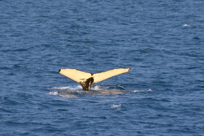 Whale Watching From the Heart of Akureyri - Affordable Pricing and Booking Options