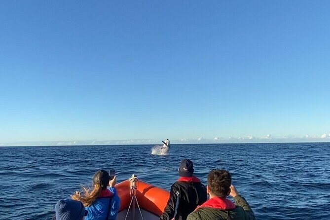 Whale Watching Gold Coast - An Experience Worth Considering for Whale Enthusiasts