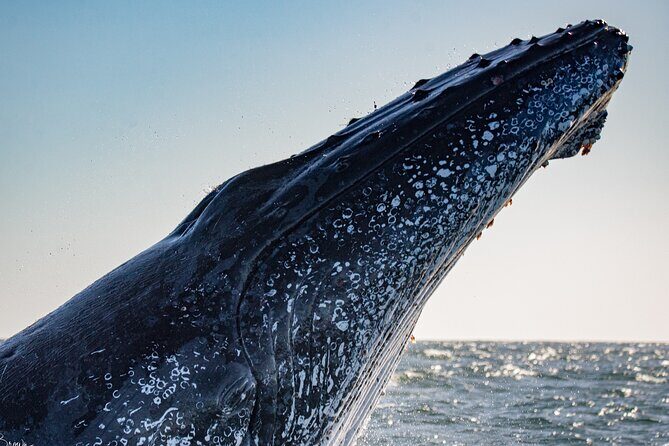 Whale Watching Gold Coast - What to Expect on the Day