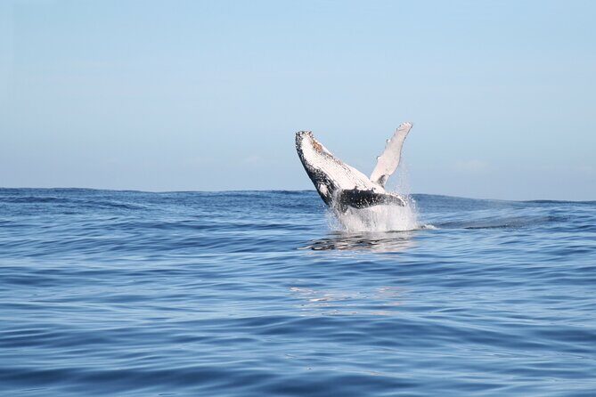 Whale Watching Gold Coast - The Sum Up