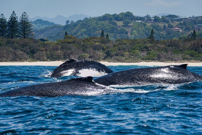 Whale Watching Gold Coast - FAQ