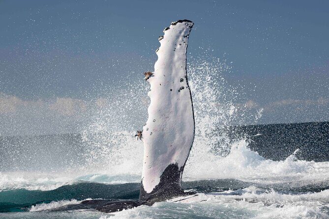 Whale Watching Gold Coast - Key Points