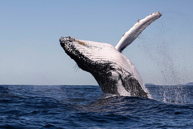 Whale Watching Gold Coast - Final Thoughts on Value and Suitability