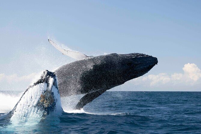 Whale Watching Gold Coast - Final Word