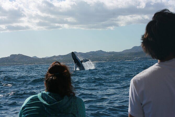 Whale Watching Group Tour in San Jose del Cabo - The Guides: Knowledge, Passion, and Respect