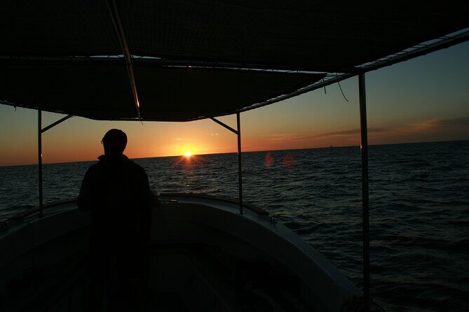 Whale Watching Group Tour in San Jose del Cabo - The Experience: What Sets It Apart