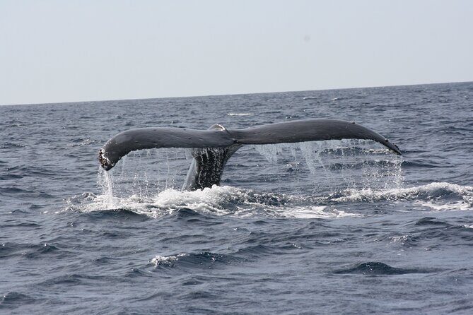 Whale Watching Group Tour in San Jose del Cabo - Practical Tips for Future Travelers