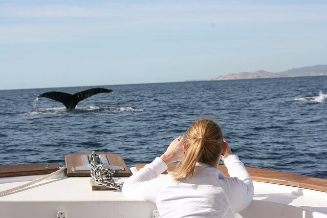 Whale Watching Group Tour in San Jose del Cabo - FAQs