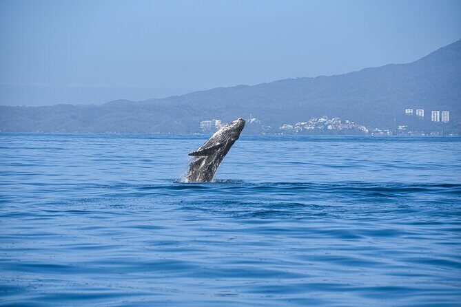 Whale Watching Guaranteed Experience in Puerto Vallarta - Authentic Traveler Perspectives