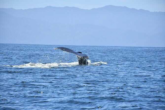 Whale Watching Guaranteed Experience in Puerto Vallarta - The Sum Up: Who Is This Tour Best For?