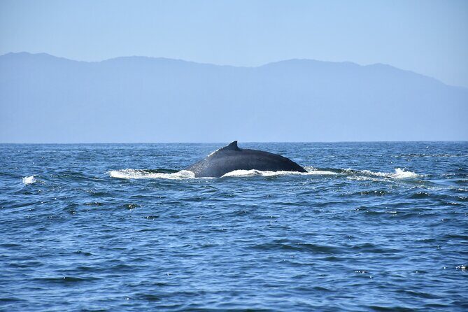 Whale Watching Guaranteed Experience in Puerto Vallarta - FAQ