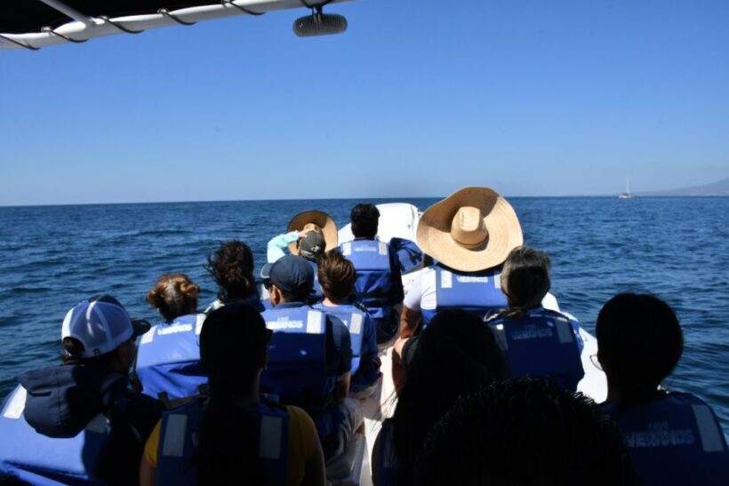 Whale Watching Guaranteed Experience in Puerto Vallarta - Key Points