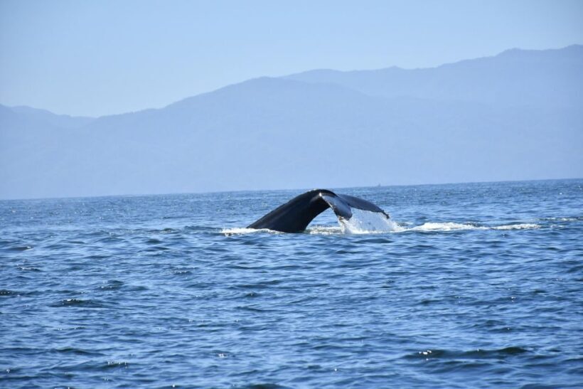 Whale Watching Guaranteed Experience in Puerto Vallarta - FAQ