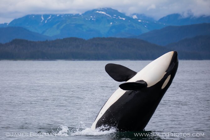 Whale-Watching, Icy Point, Hoonah , Whales, Orca, Killer-Whales. - Pickup and Meeting Details