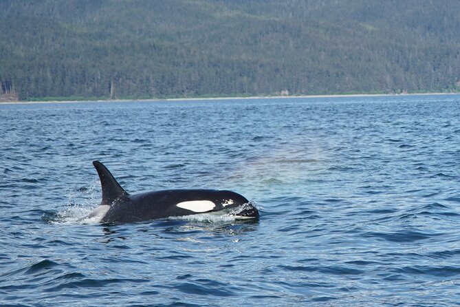 Whale-Watching, Icy Point, Hoonah , Whales, Orca, Killer-Whales. - Guest Feedback and Reviews