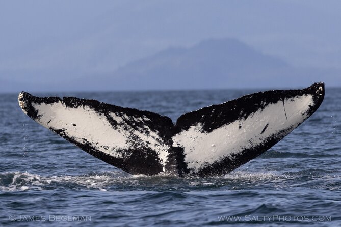 Whale-Watching, Icy Point, Hoonah , Whales, Orca, Killer-Whales. - Pricing