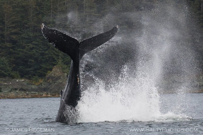 Whale-Watching, Icy Point, Hoonah , Whales, Orca, Killer-Whales. - Wildlife Sightings