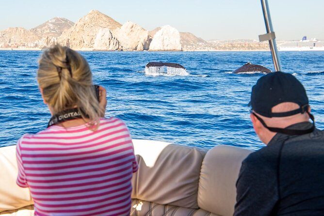 Whale Watching in Cabo San Lucas on board our Luxury Trimaran! - An In-Depth Look at the Whale Watching Experience