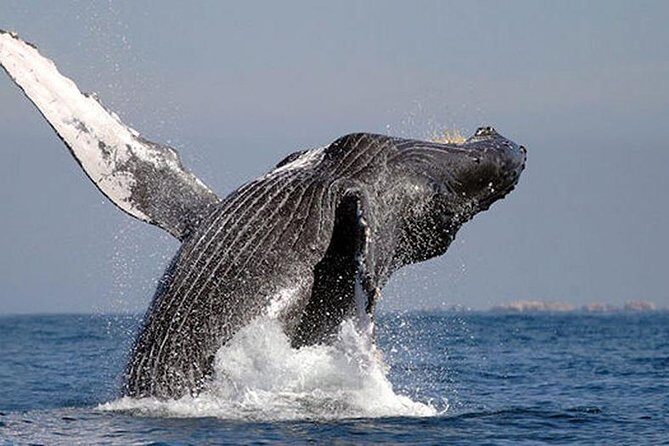 Whale Watching in Cabo San Lucas: Sightseeing Cruise and Shopping - The Experience: A Close Look at the Itinerary