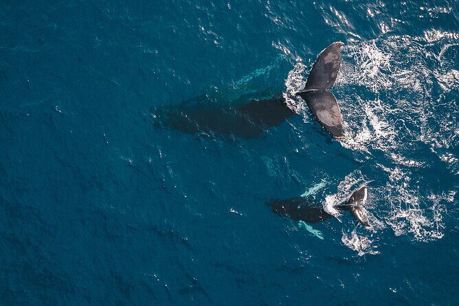 Whale Watching in Cabo San Lucas: Sightseeing Cruise and Shopping - Final Thoughts: Who Is This Tour Best For?