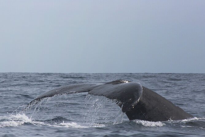 Whale Watching in Cabo San Lucas: Sightseeing Cruise and Shopping - FAQ
