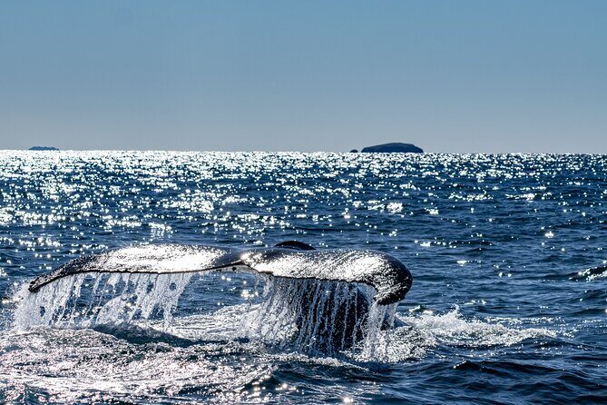 Whale Watching in Coffs Harbour - The Experience in Detail