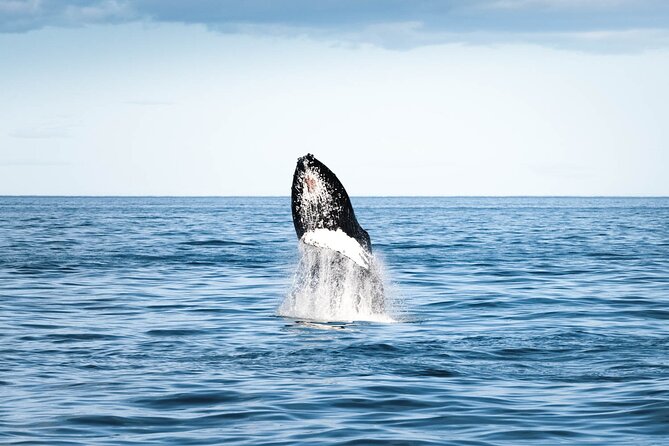 Whale Watching in Husavik - Accessibility and Additional Information