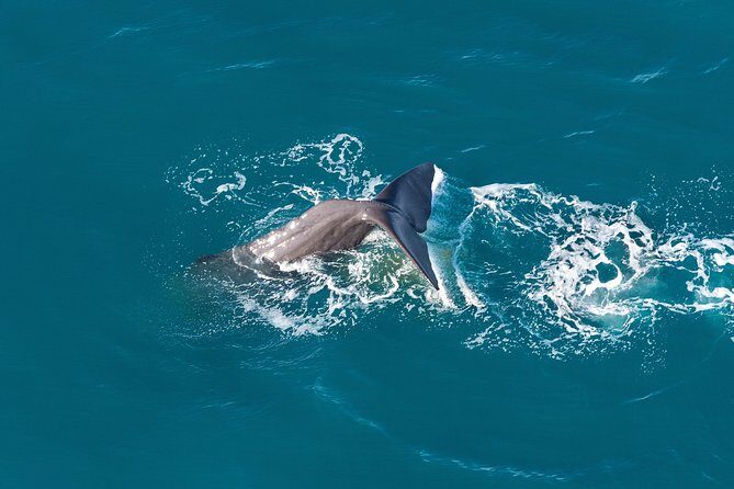 Whale Watching in Kaikoura - Ultimate Experience - What to Expect on This Whale Watching Flight
