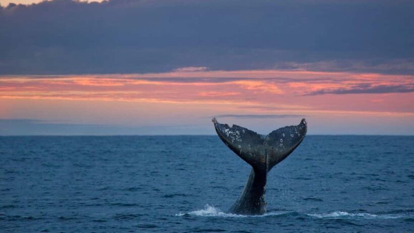 Whale Watching in La Paz  Gray Whale Encounter - An In-Depth Look at the Whale Watching in La Paz Experience