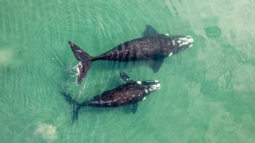Whale Watching in La Paz  Gray Whale Encounter - What to Expect: The Day Step-by-Step