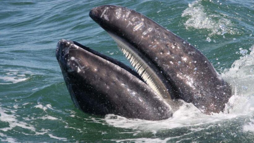 Whale Watching in La Paz  Gray Whale Encounter - Additional Details and Practical Tips