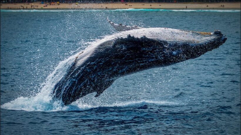Whale Watching in La Paz  Gray Whale Encounter - Final Thoughts: Is This Tour Right for You?