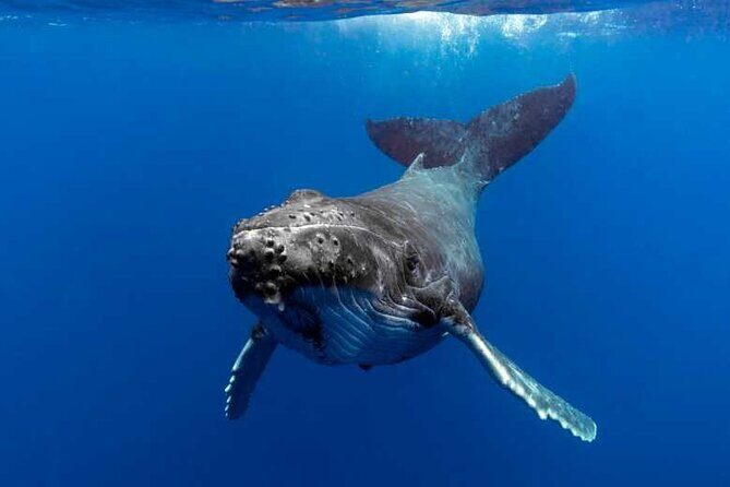 Whale watching in Moorea - Key Points