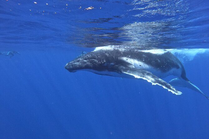 Whale watching in Moorea - An In-Depth Look at the Moorea Whale Watching Tour
