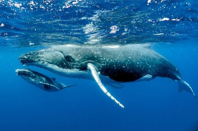 Whale watching in Moorea - Final Thoughts