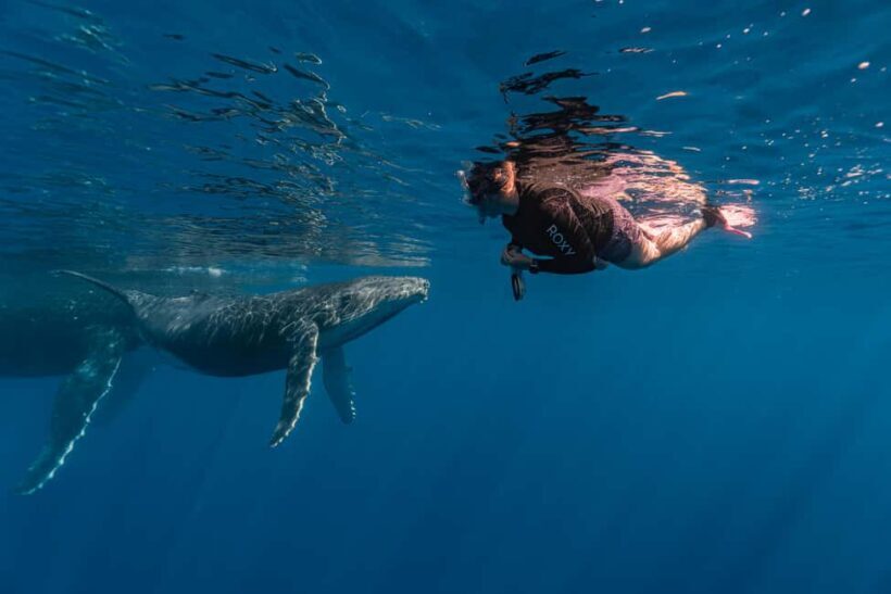 Whale watching in Moorea  Half-day private tour - A Close Look at the Moorea Whale Watching Tour