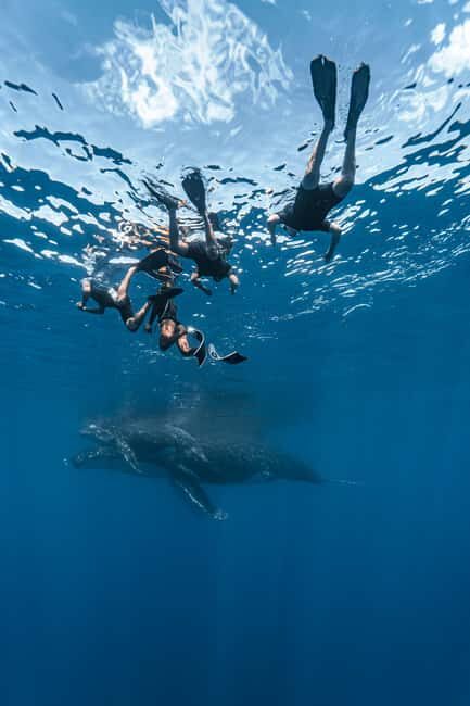 Whale watching in Moorea  Half-day private tour - Who Will Love This Tour?