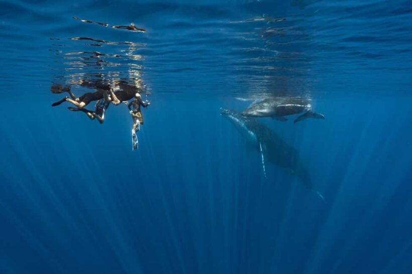 Whale watching in Moorea  Half-day private tour - Final Thoughts