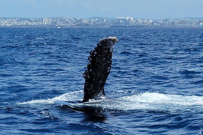 Whale Watching in Okinawa - Tips for an Enjoyable Whale Watching Experience
