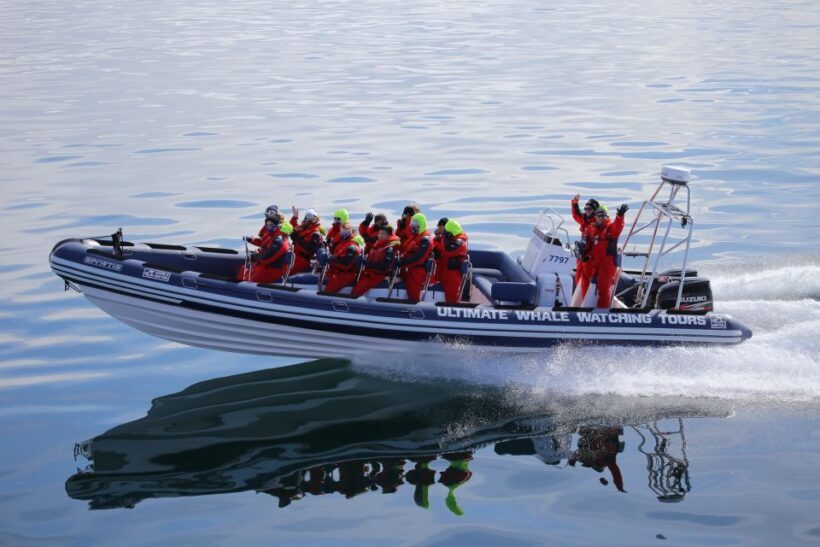 Whale Watching in Reykjavik by Speedboat - An in-depth Look at the Whale Watching Speedboat Tour
