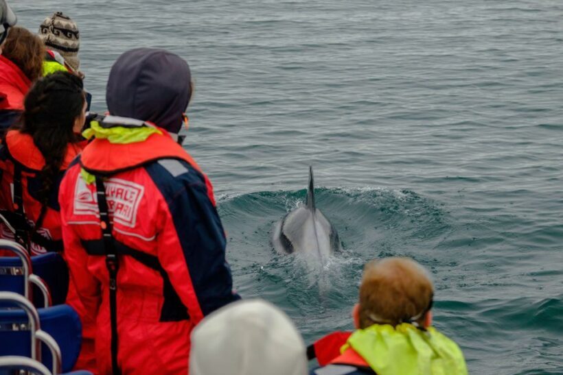 Whale Watching in Reykjavik by Speedboat - The Reviews Speak for Themselves