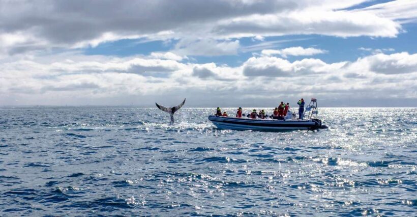 Whale Watching in Reykjavik by Speedboat - The Sum Up: Who Should Consider This Tour?