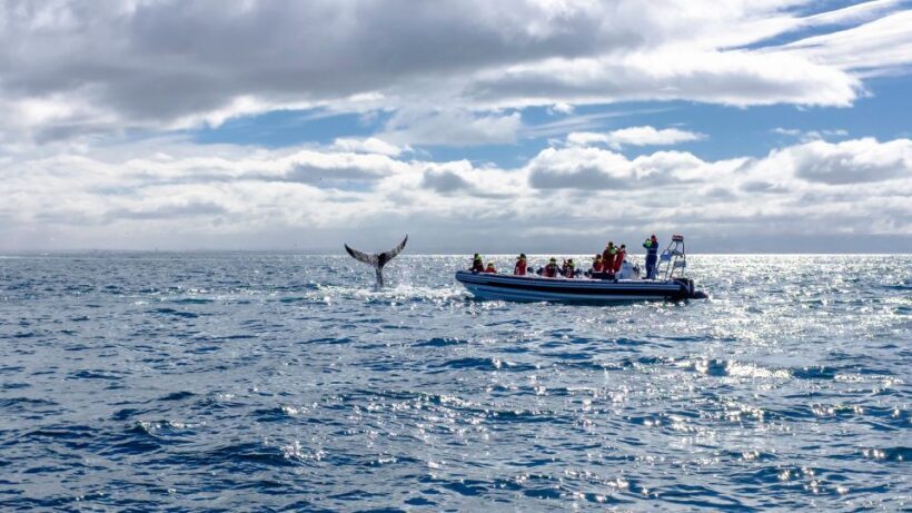 Whale Watching in Reykjavik by Speedboat - FAQs