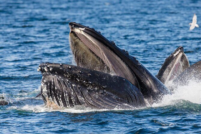 Whale Watching in Samaná Bay + Bacardi Island Beach- Full DayTrip - Who Will Love This Tour?