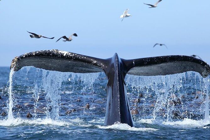 Whale Watching in Samaná Bay + Bacardi Island Beach- Full DayTrip - FAQ