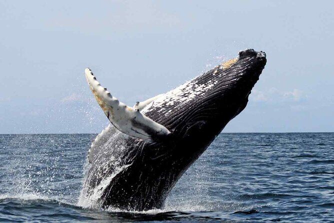 Whale Watching in Samana Bay from Las Terrenas - The Sum Up